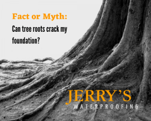 Can Tree Roots Affect My Foundation? | Jerry's Waterproofing